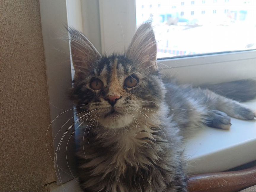 Котенок майн-кун