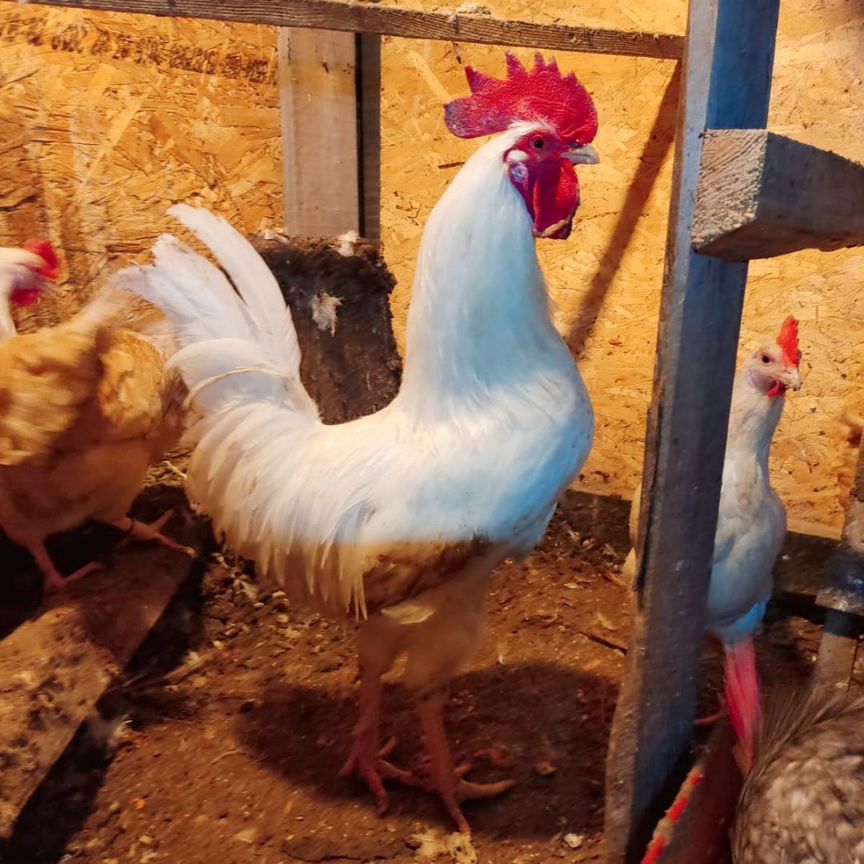 Молодые петухи