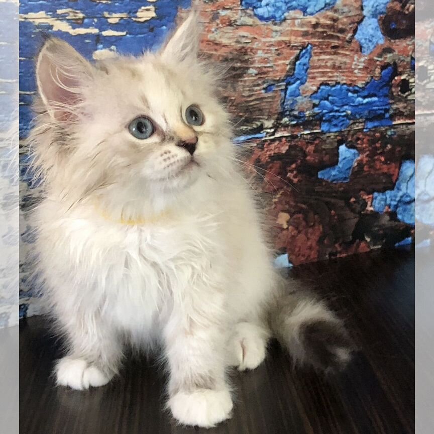 Невский маскарадный котёнок