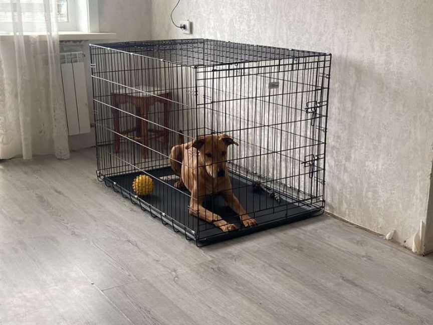 Стаффорд скрещенный с гончей