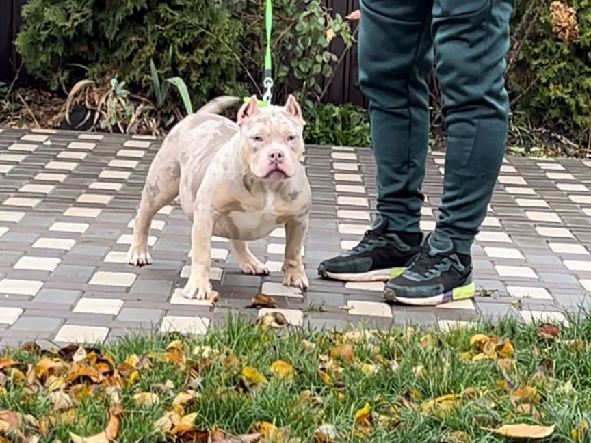 Американский булли мерль девочки 8 месяцев