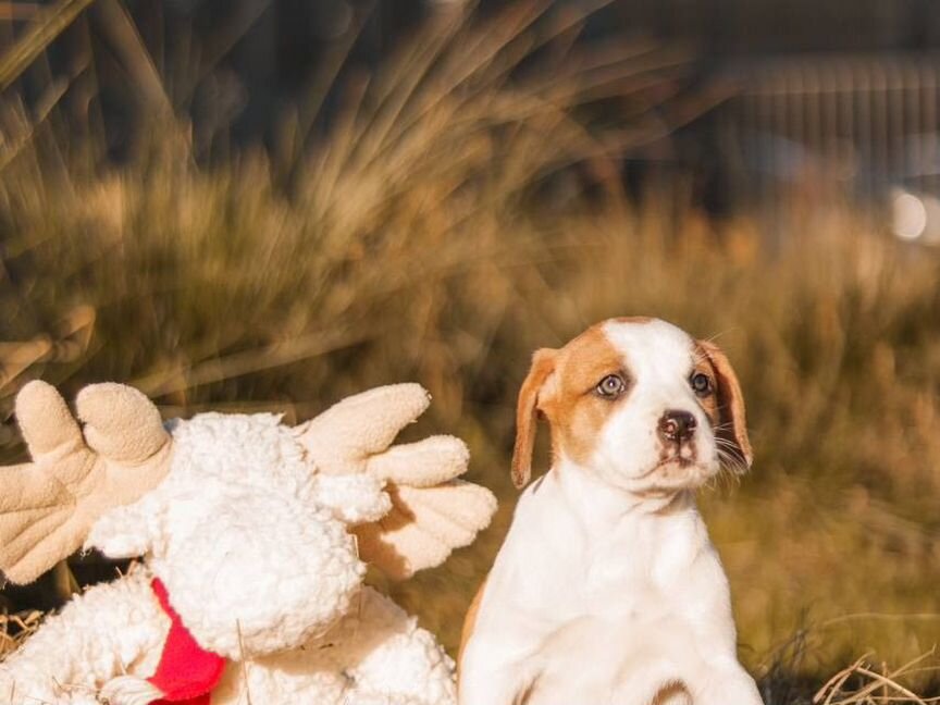 Щенок ищет дом