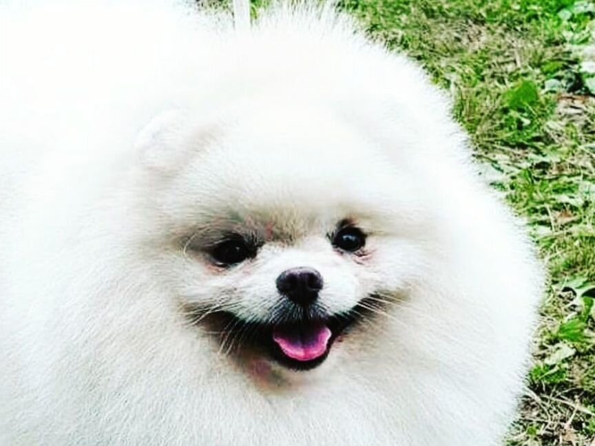 Померанский шпиц жених,не продаётся