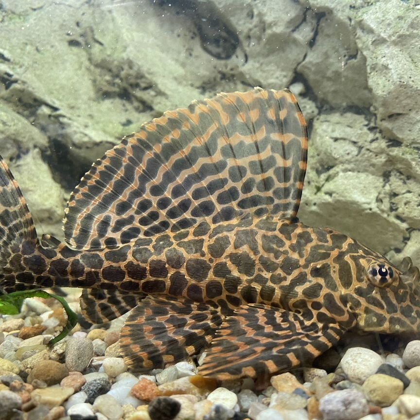 Парчовый птеригоплихт