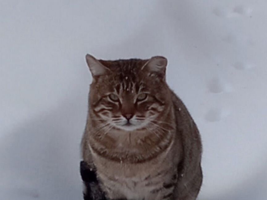 Кошки