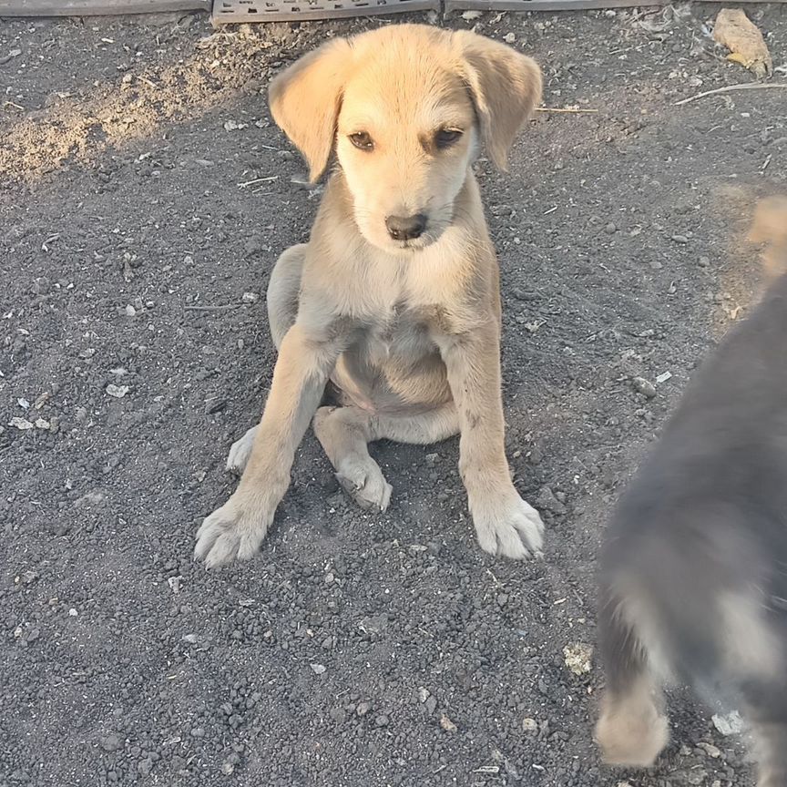 Щенки бесплатно