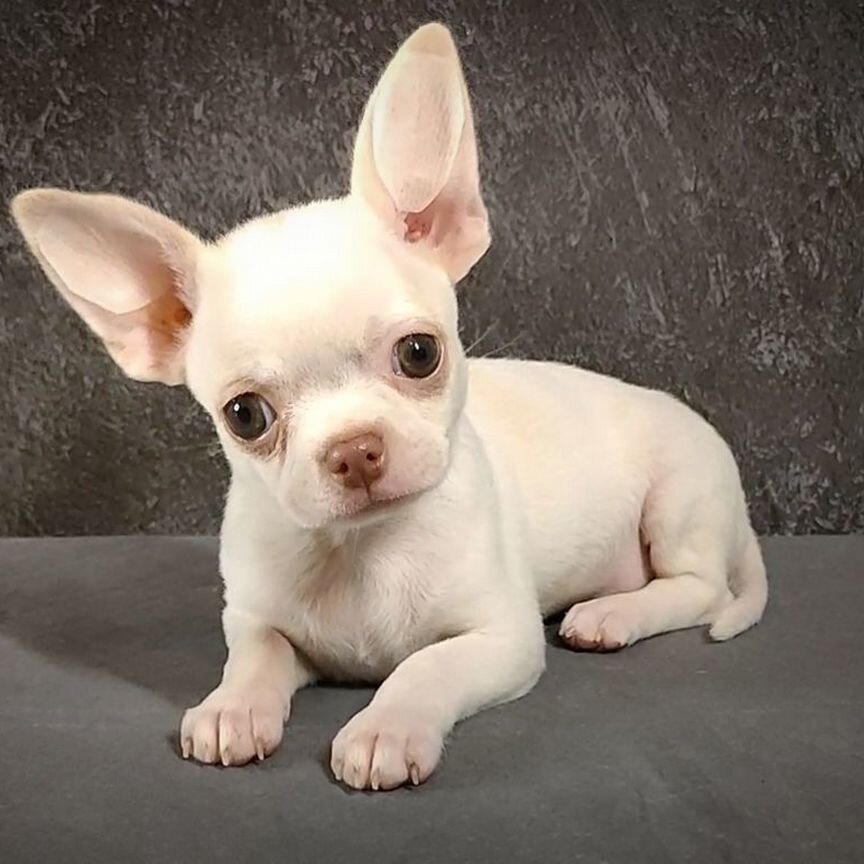 Чихуахуа мальчик