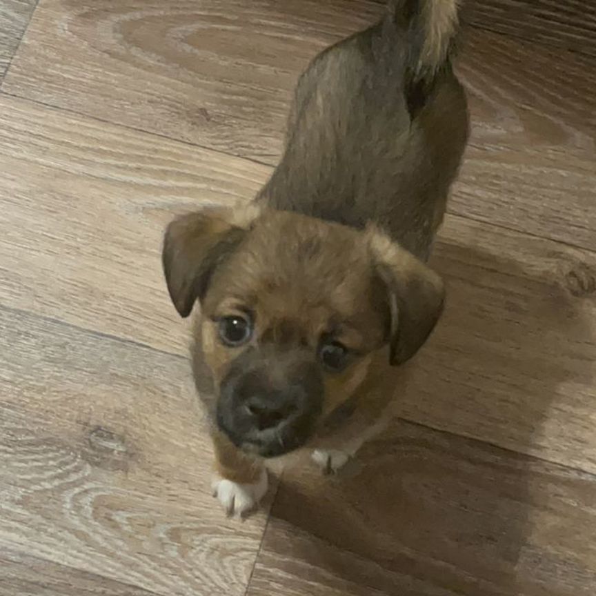 Такса, щенок