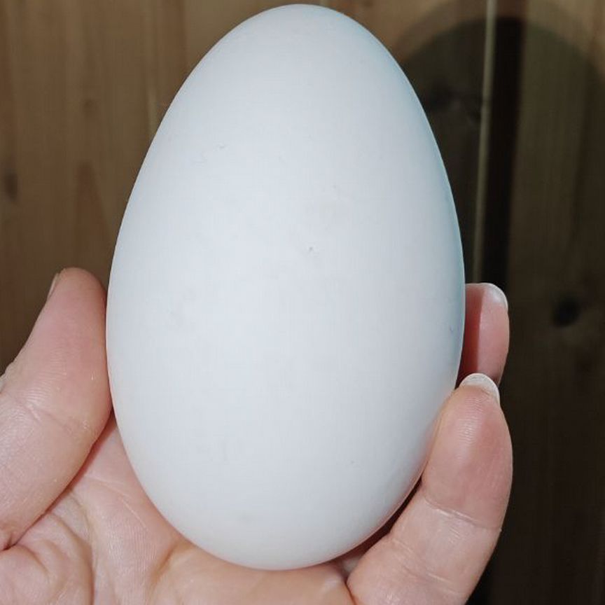 Яйца гусиные