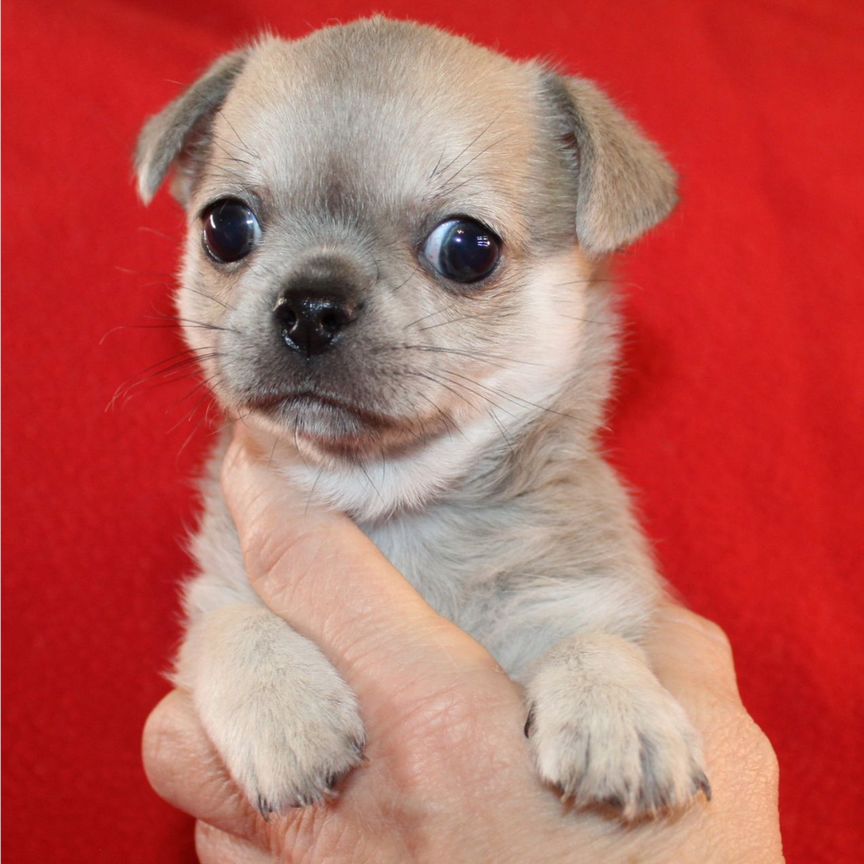 Чихуахуа, щенок