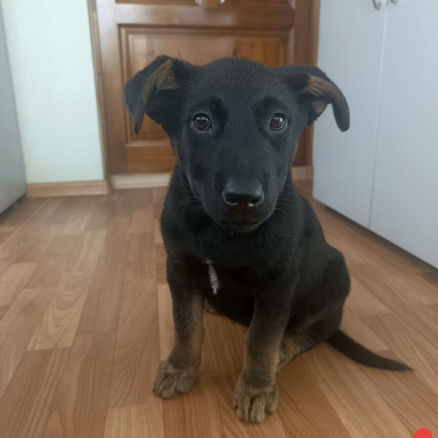 Щенок- девочка 4 мес