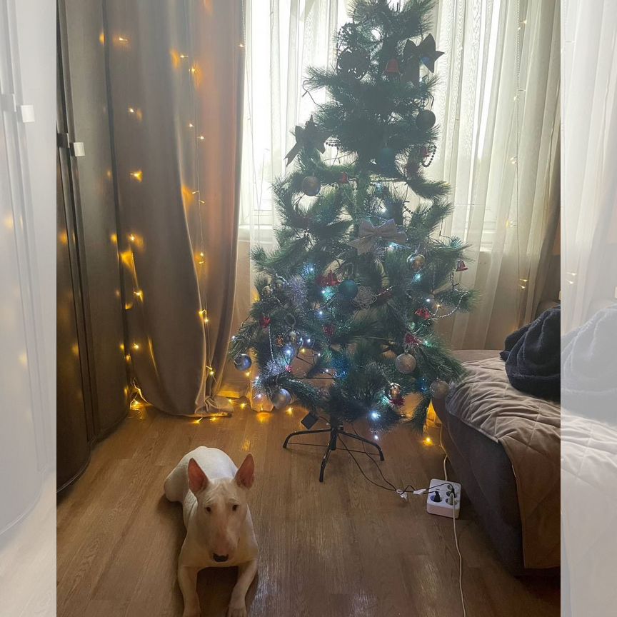 Бультерьер, взрослая собака