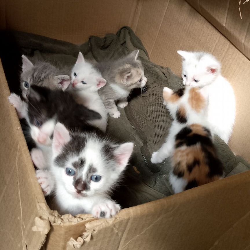 Котики бесплатно в добрые руки