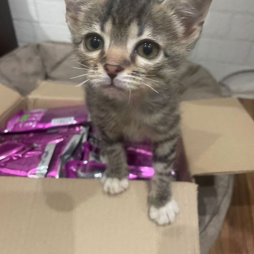 Котята 2 месяца