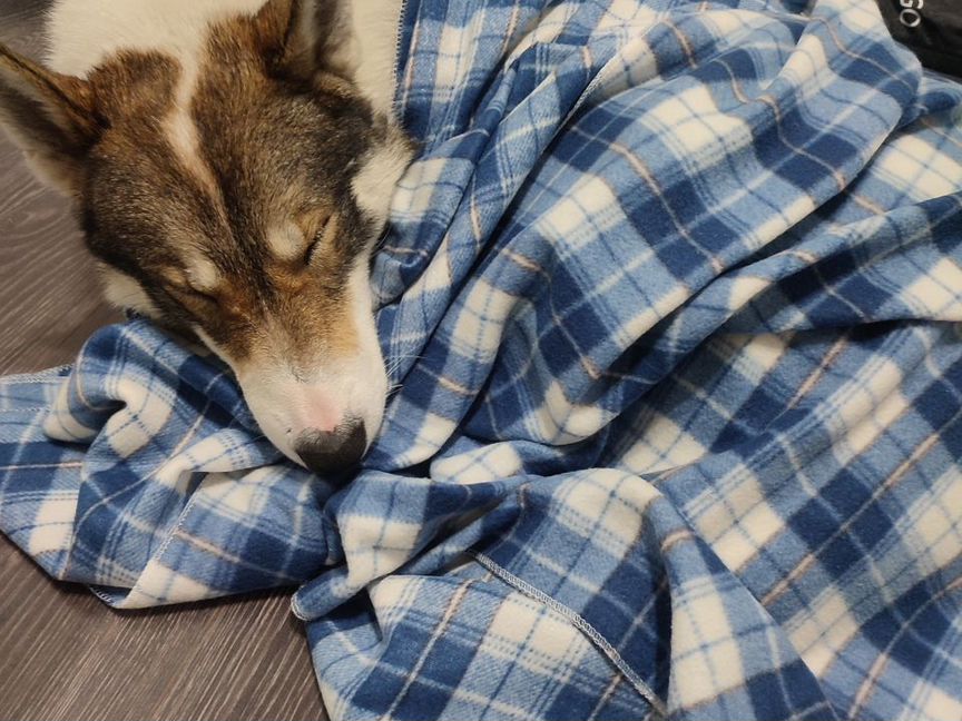 Прекрасный пёсель ищет дом