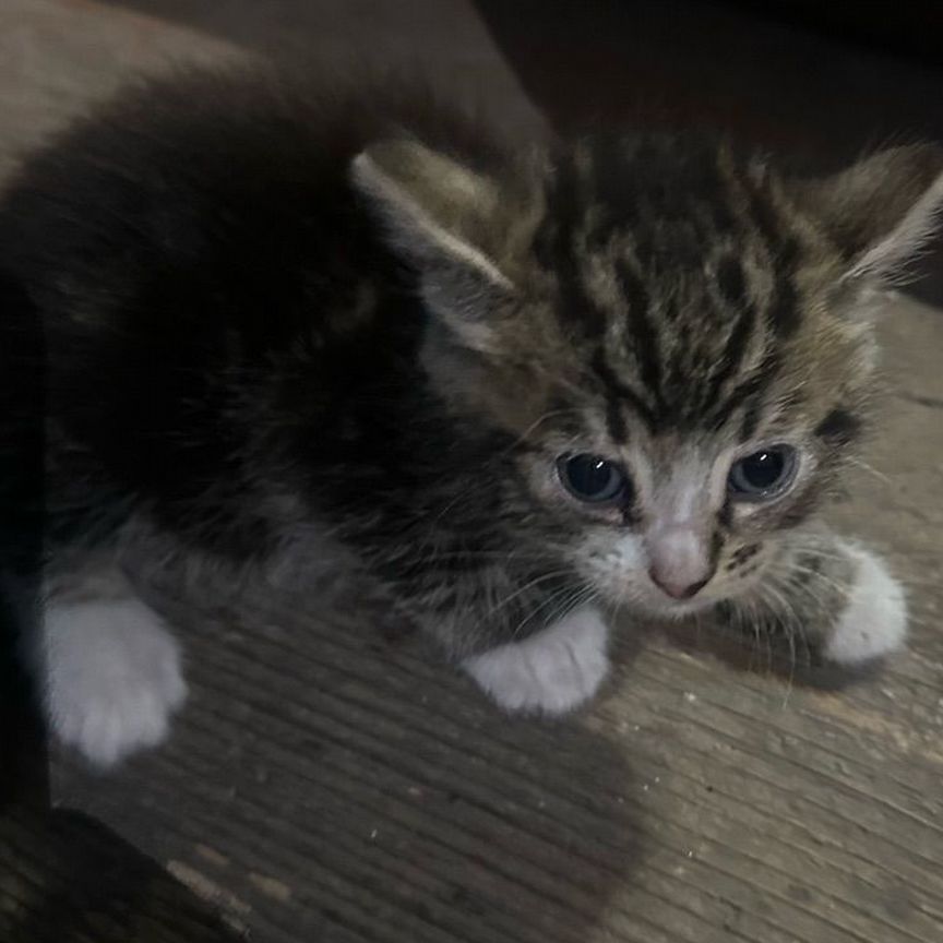 Котёнок в добрые руки