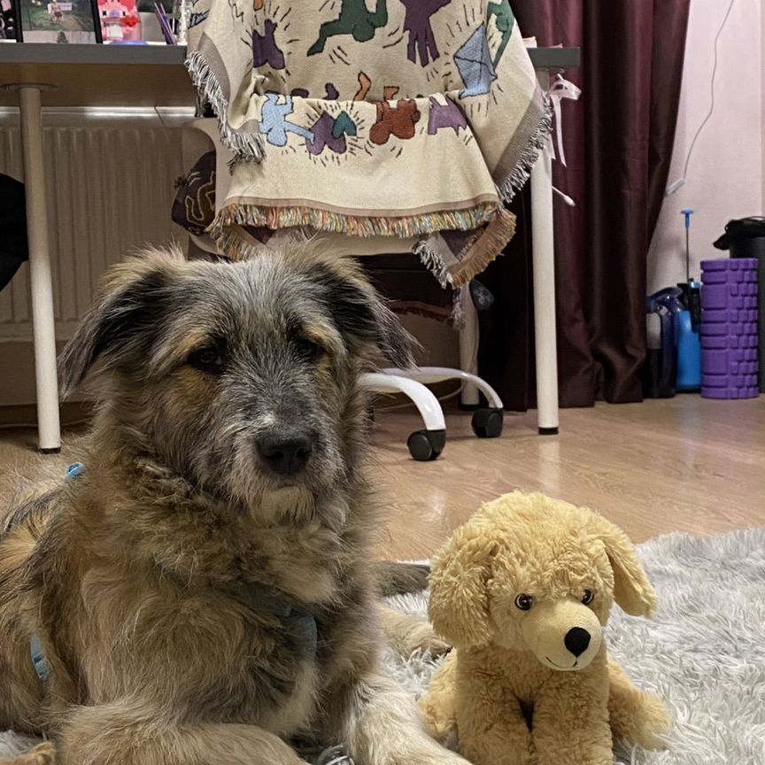 Собака в добрые руки