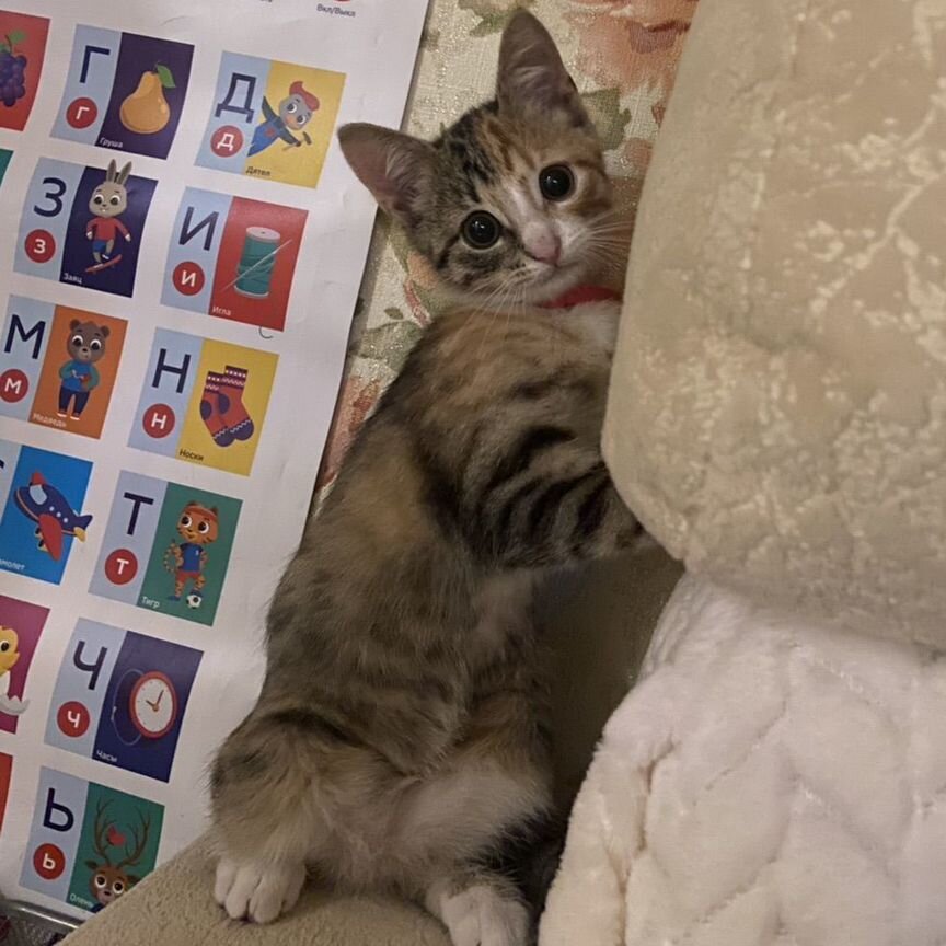 Котёнок в добрые руки