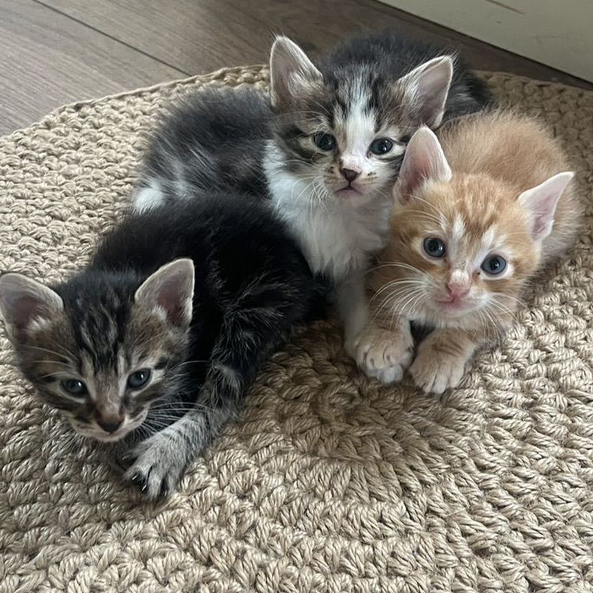 Котята курильский бобтейл