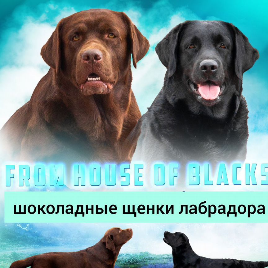 Породные щенки лабрадора