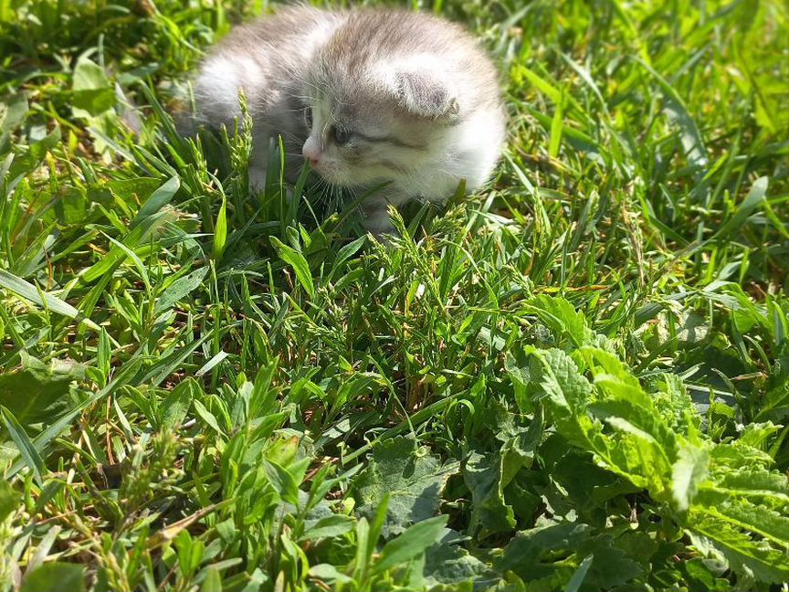 Вислоухая девочка