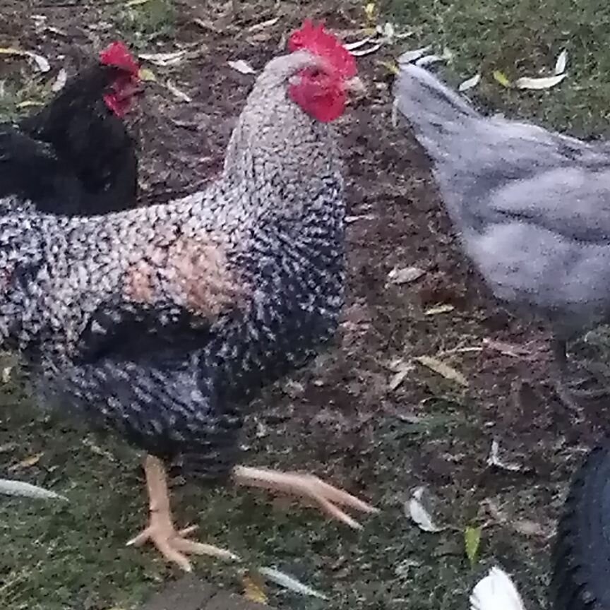 Домашняя птица