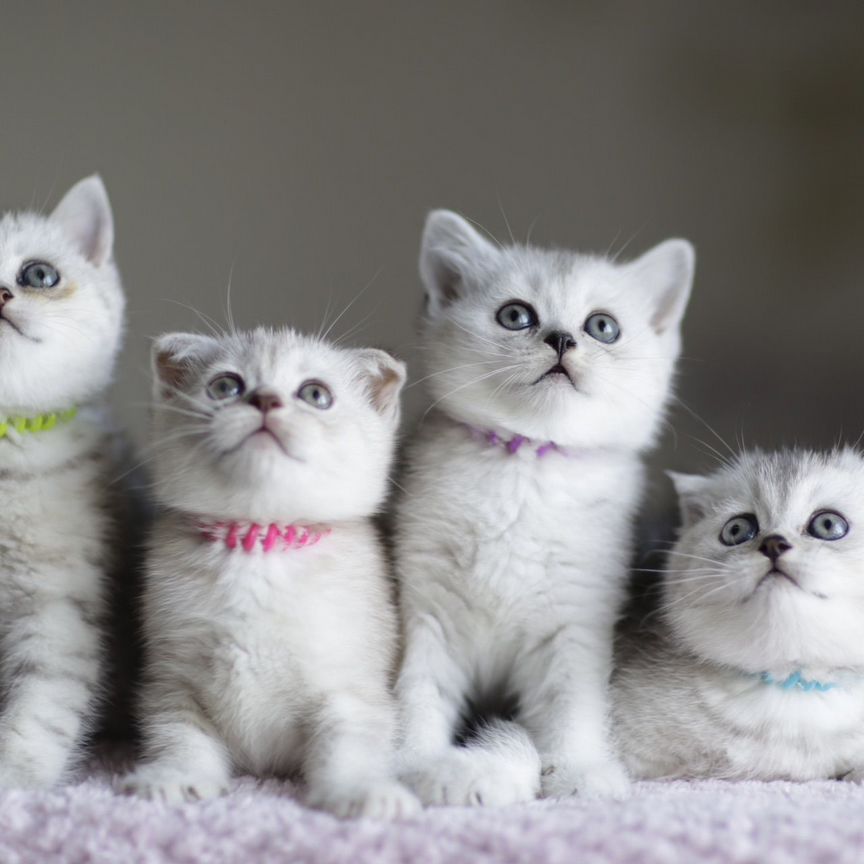 Шотландские вислоухие и прямоухие котята