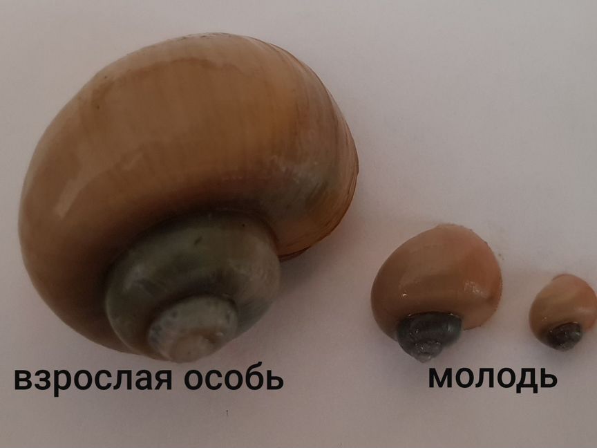 Улитки аквариумные ампулярии