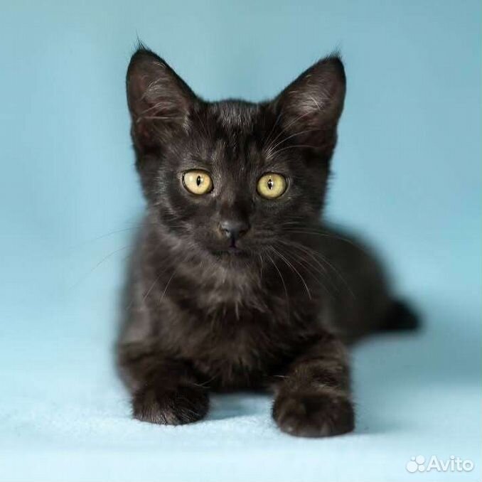 Котенок Дуся в добрые руки