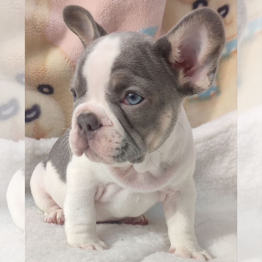 Бело лиловый мальчик