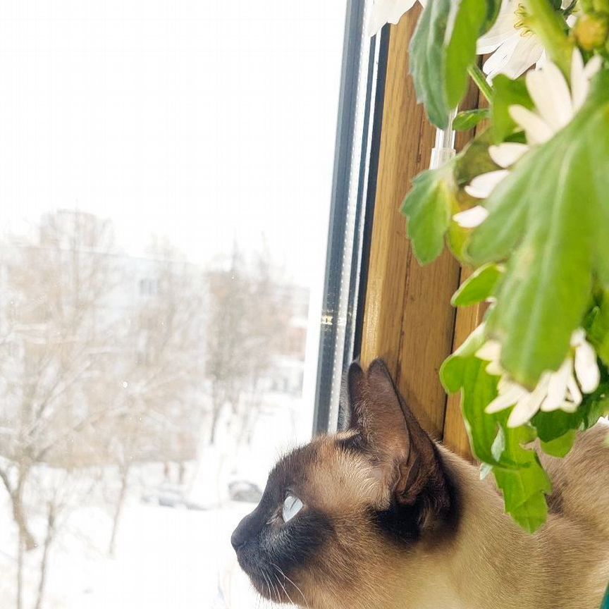 Ищем кота для вязки