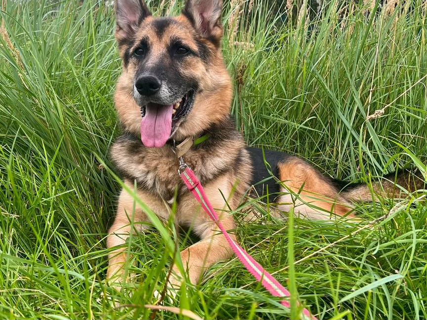 Мухтар из прибта ищет дом