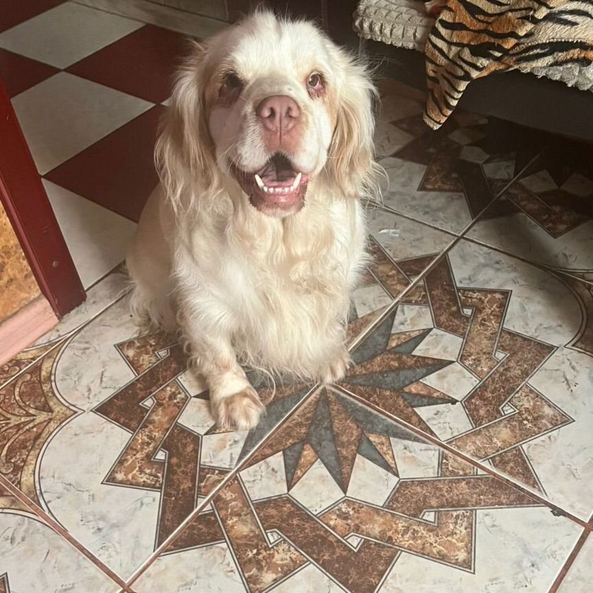 Кламбер-спаниель, взрослая собака