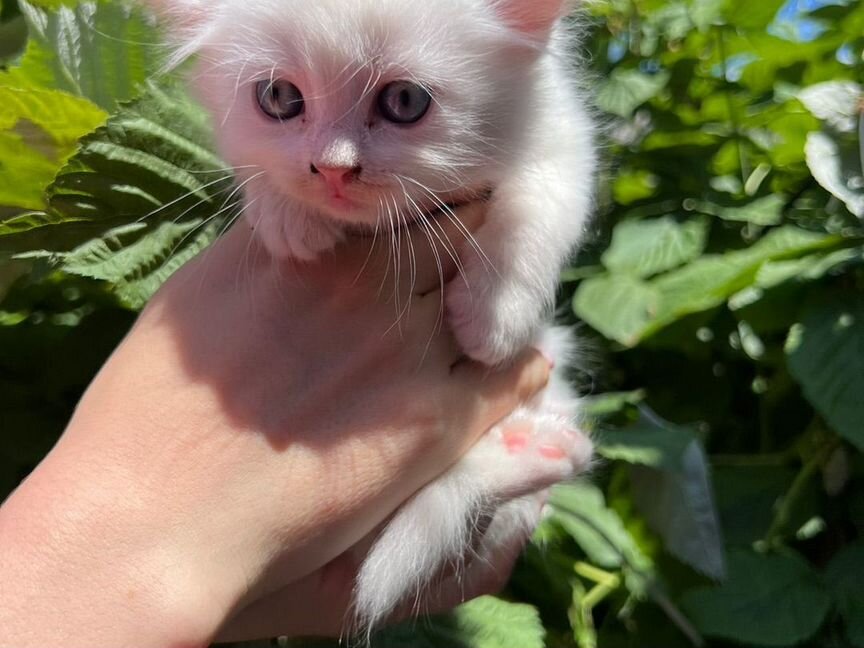 Белые котята с голубыми глазами бесплатно