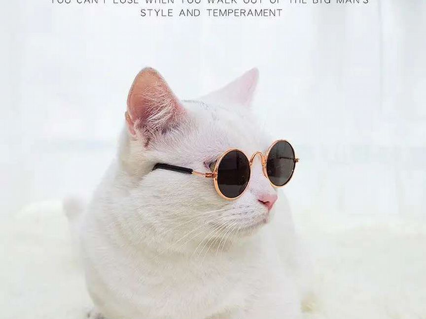 Очки для домашних животных