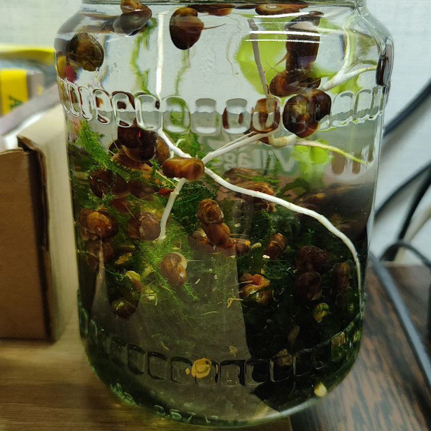 Мох, криптокорина и улитки бесплатно