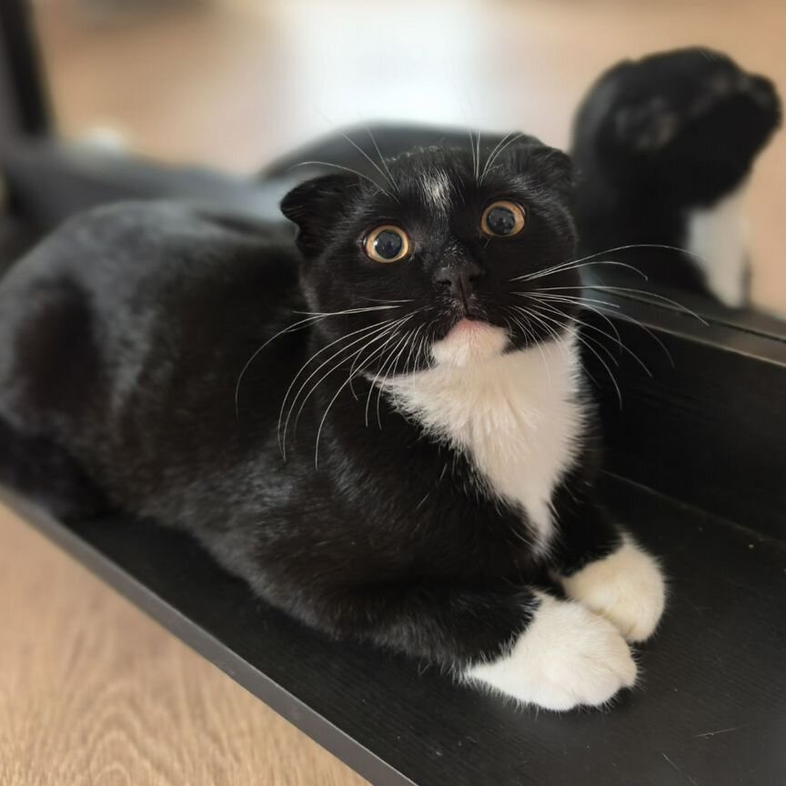 Потерялся котенок