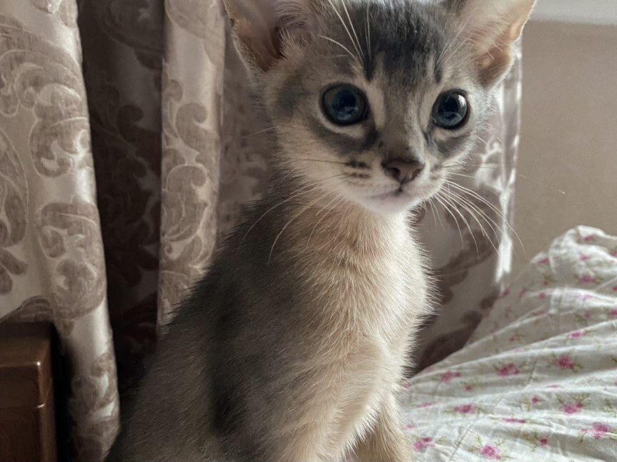 Абиссинская кошка