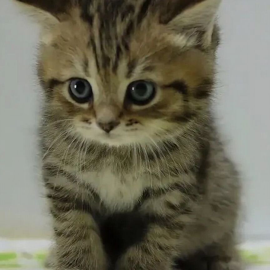 Шотландский вислоухий короткошёрстный котёнок