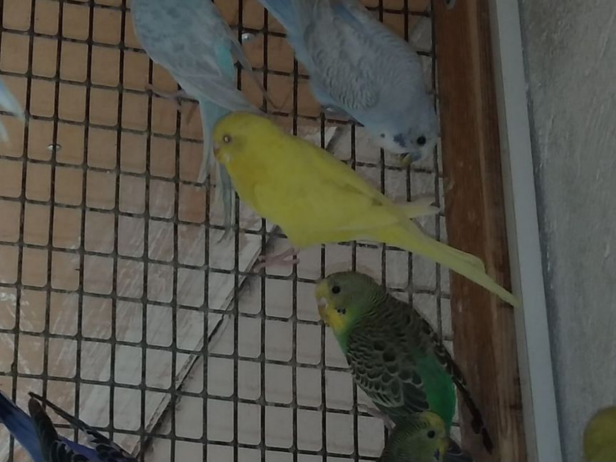 Волнистый попугай