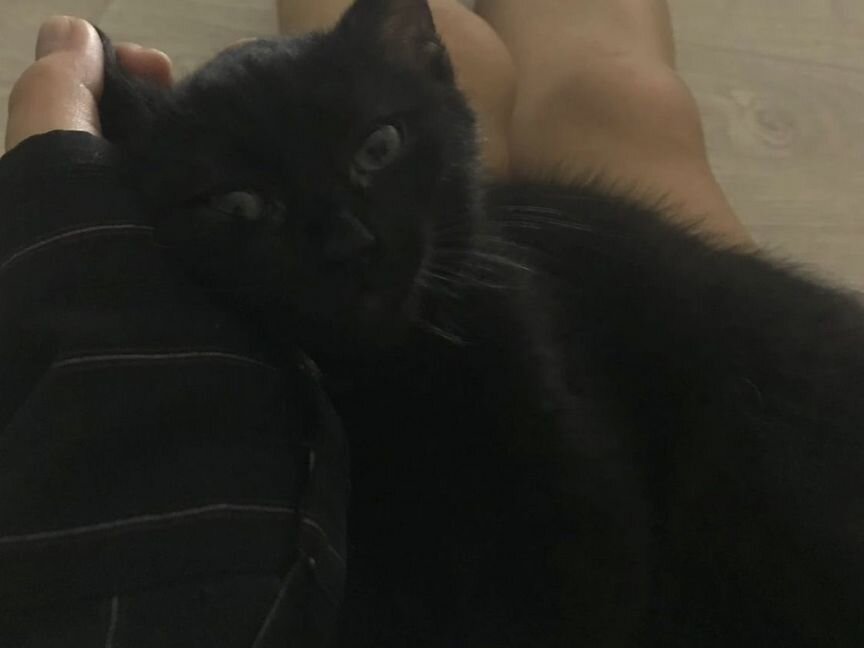 Кот отдам бесплатно