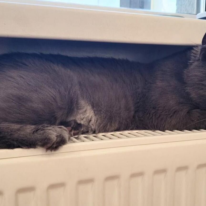 Отдам котика в добрые руки