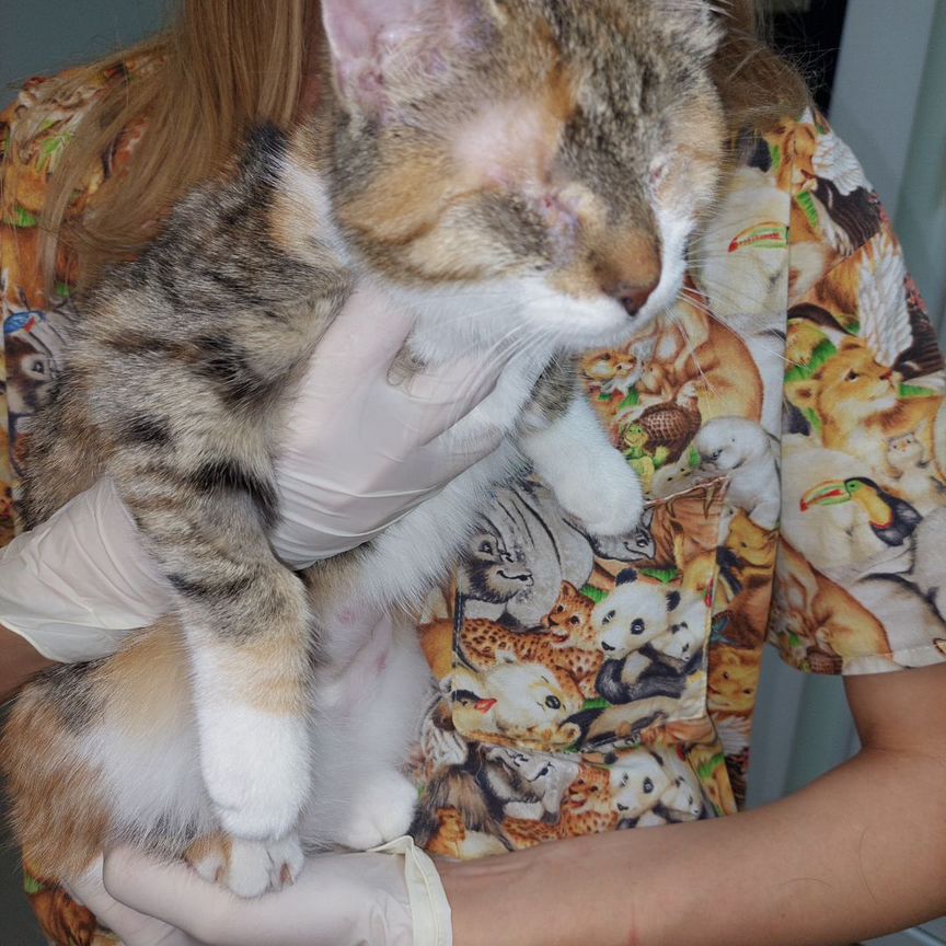 Особенный котёнок