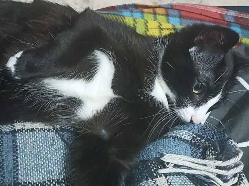 Кошечка с ангелом