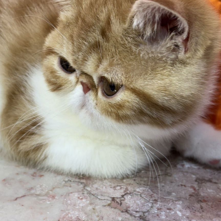 Ласковый котенок девочка