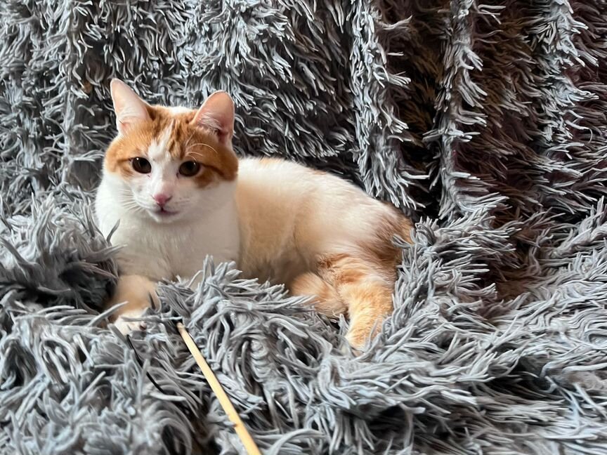 Игривый домашний котенок Джони ждёт Вас