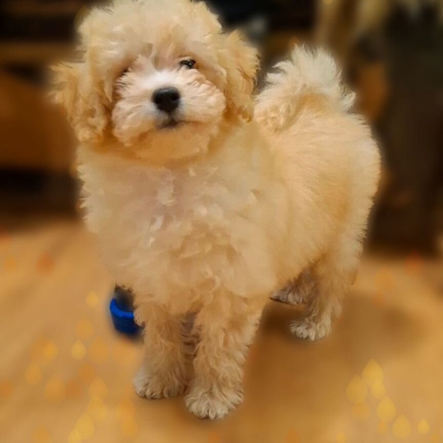 Мальтипу, щенок