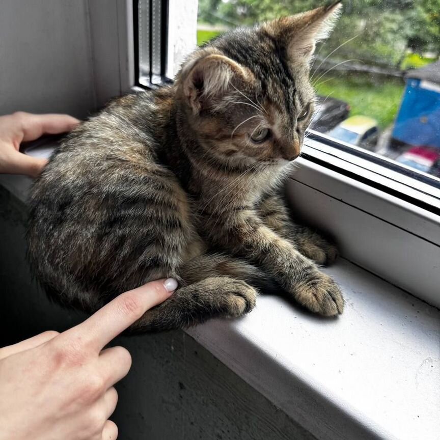 Котёнок