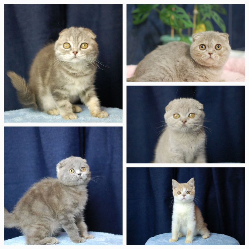 Шотландские вислоухие котята
