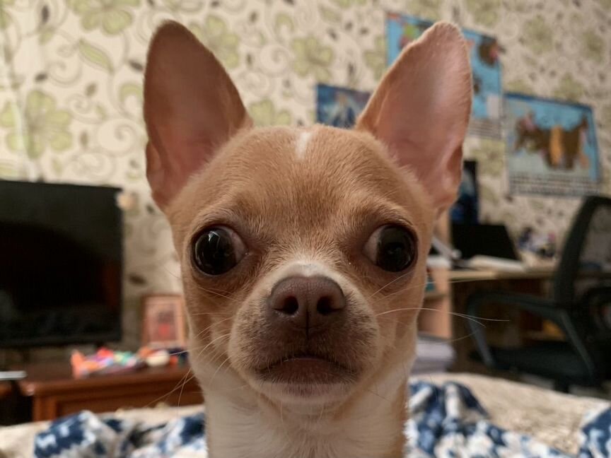 Вязка кобель чихуахуа мини